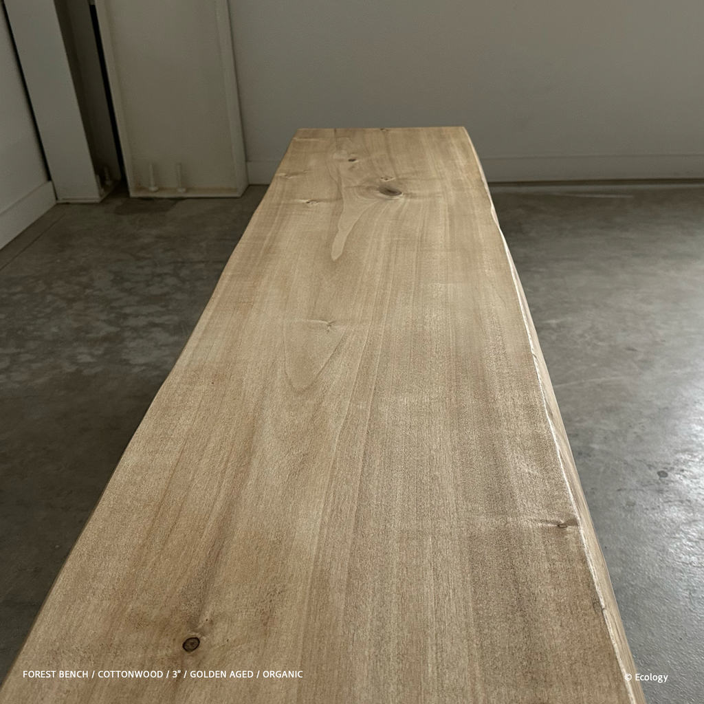 Forest Bench – Ecology