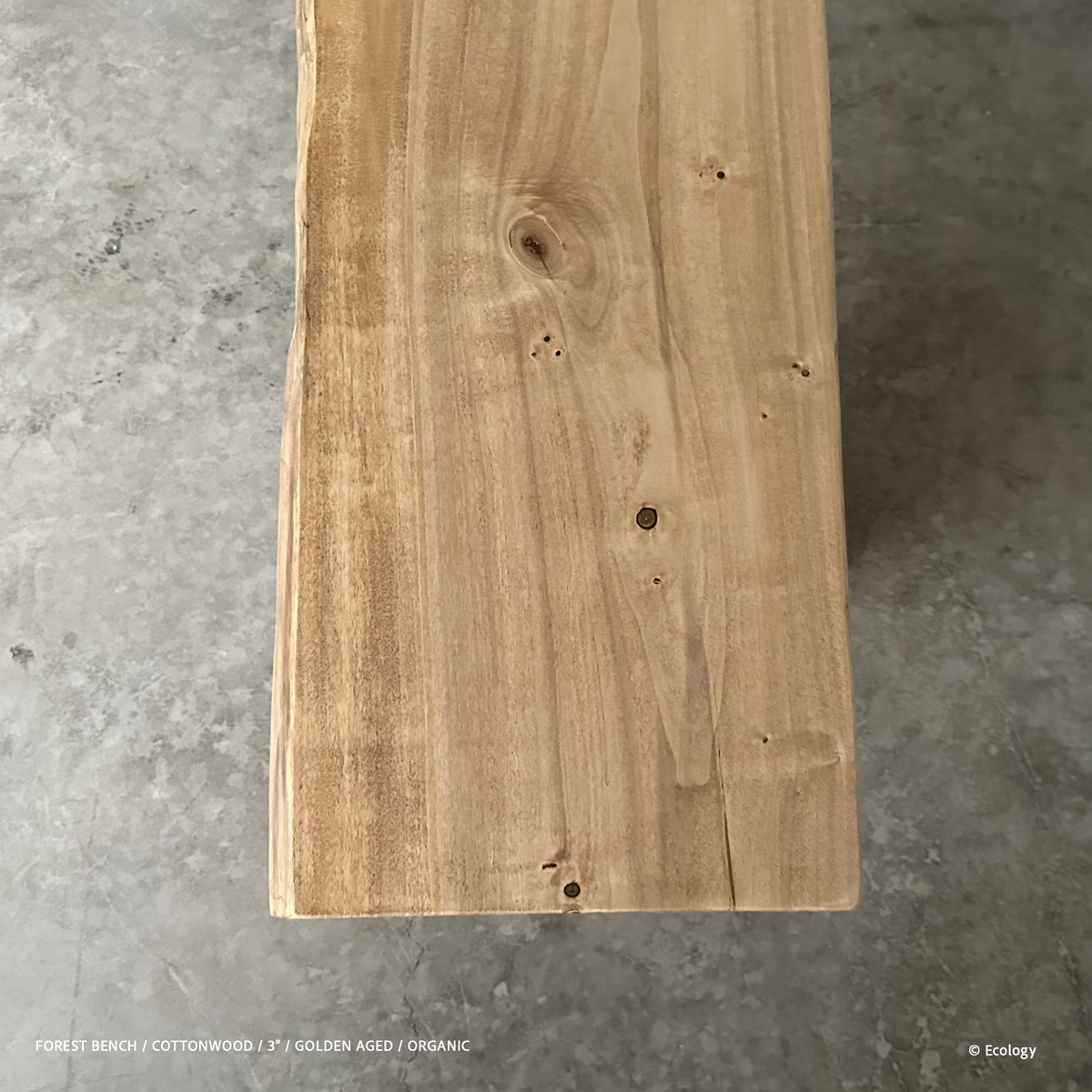 Forest Bench – Ecology